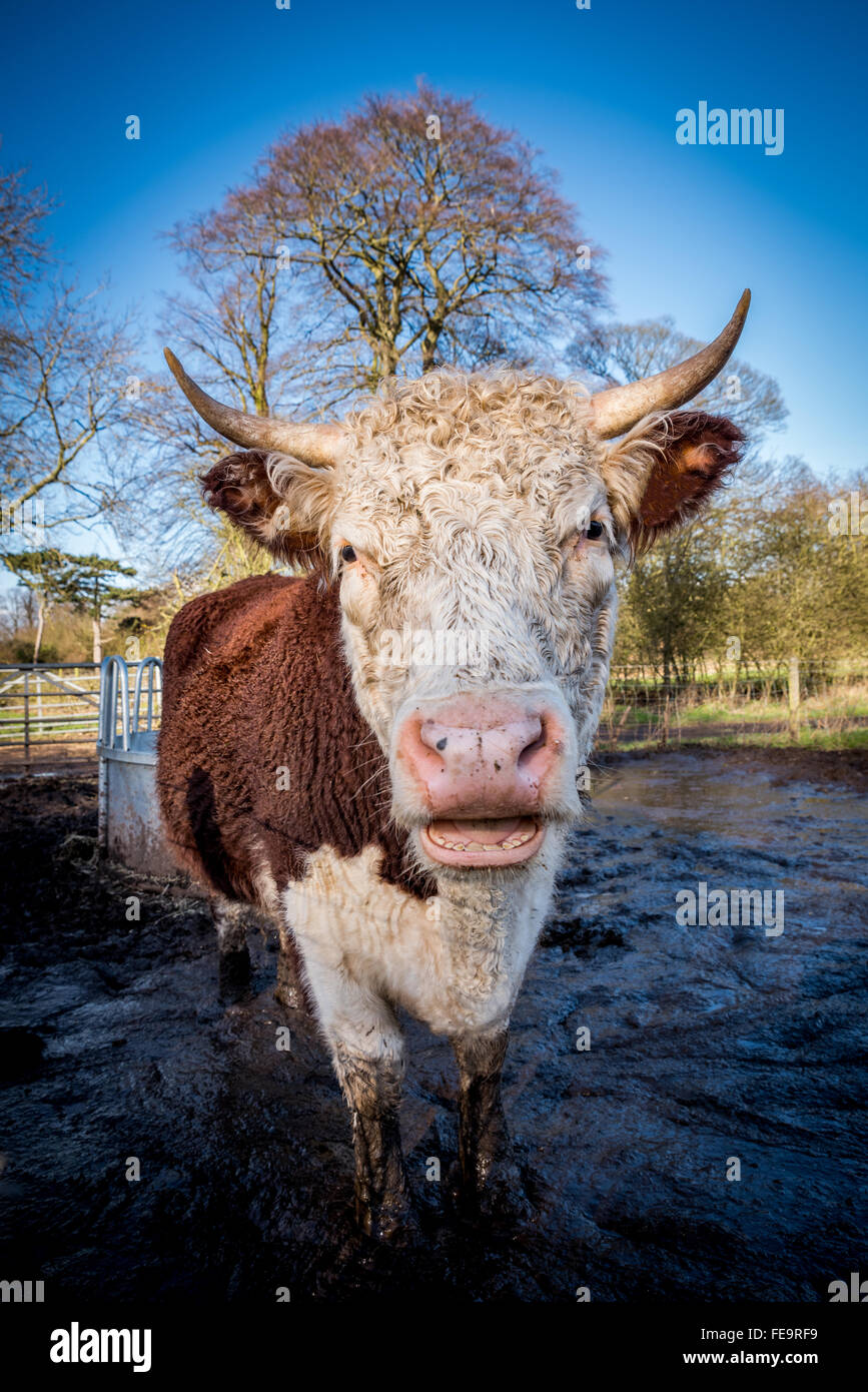 A Horned Cow in a muddy field on a Farm Stock Photo - Alamy