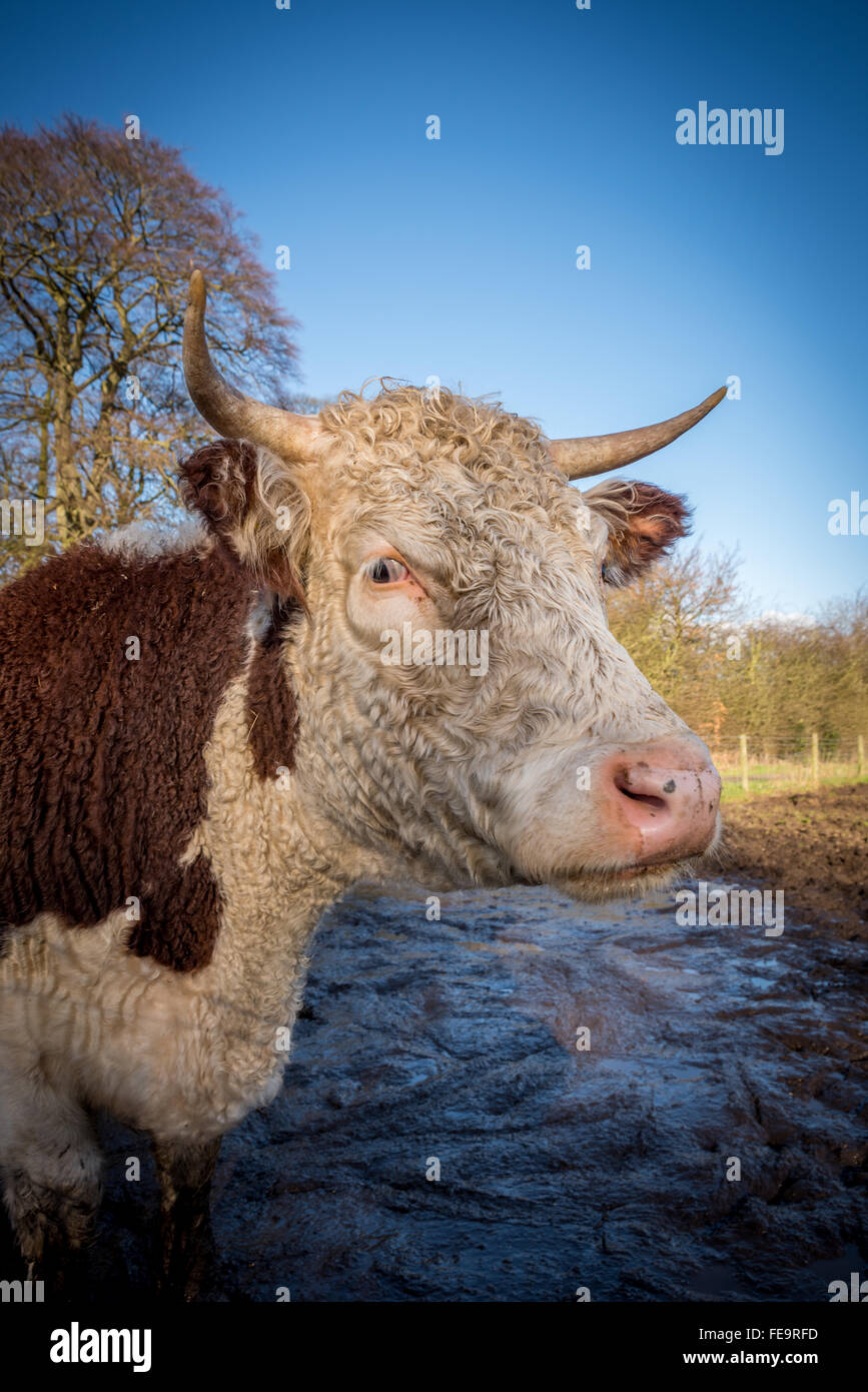 A Horned Cow in a muddy field on a Farm Stock Photo - Alamy