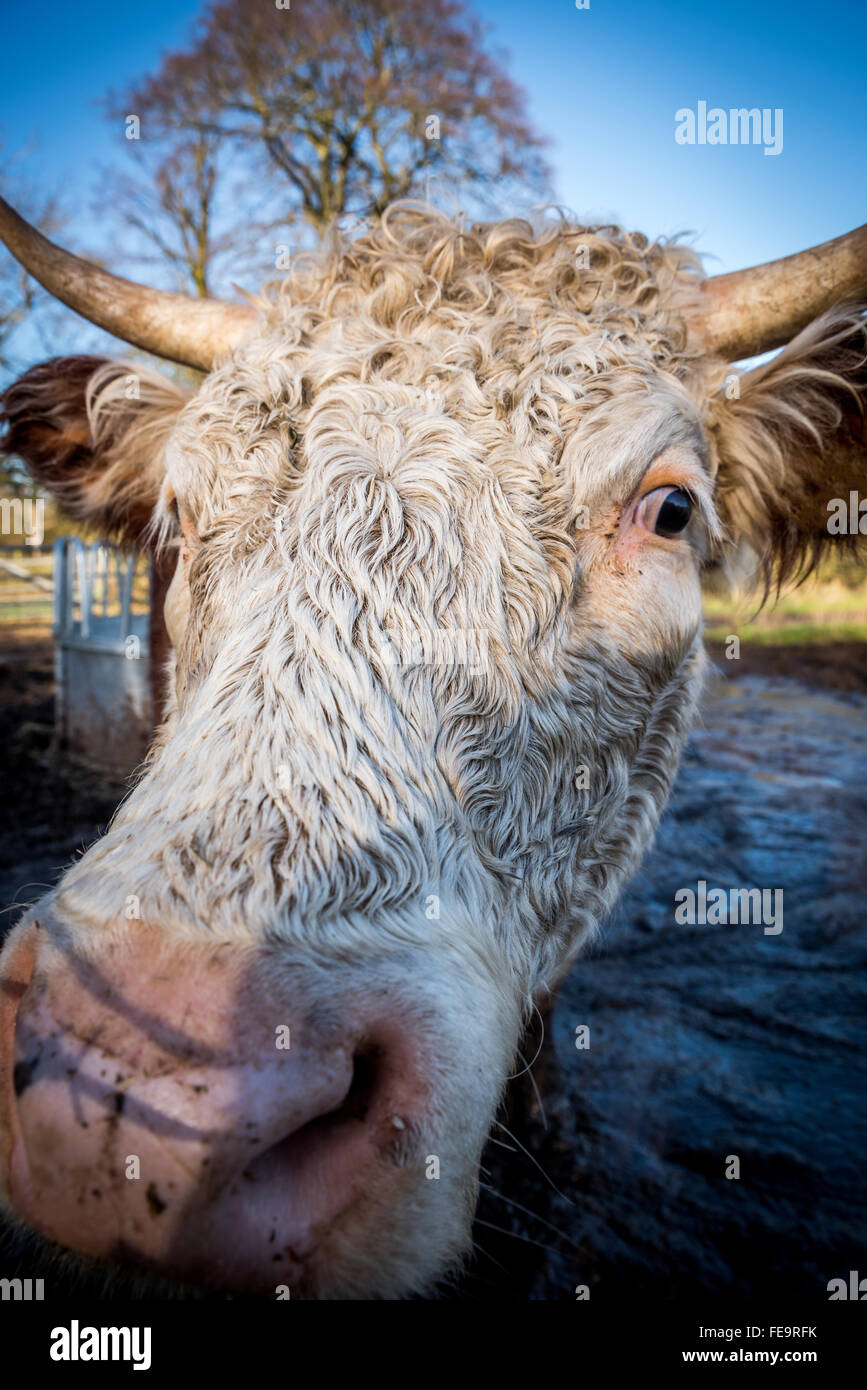 A Horned Cow in a muddy field on a Farm Stock Photo - Alamy
