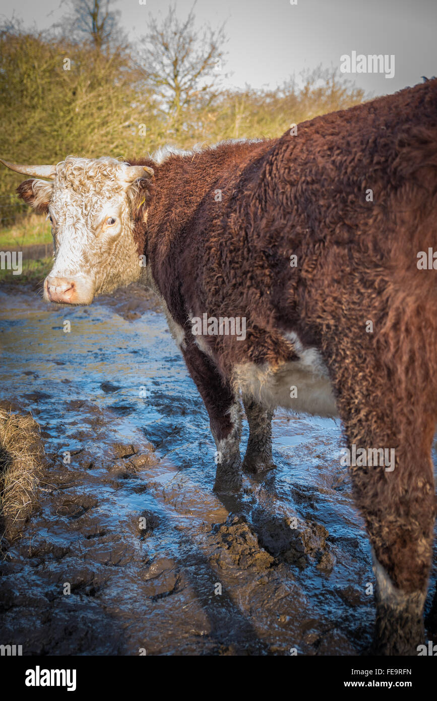 Muddy cow hi-res stock photography and images - Alamy