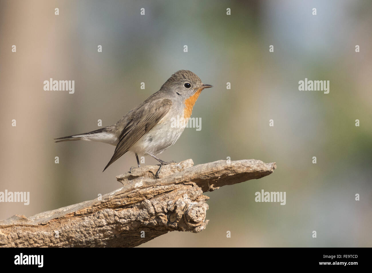 Red-breasted Flycatcher (Ficedula parva Stock Photo - Alamy