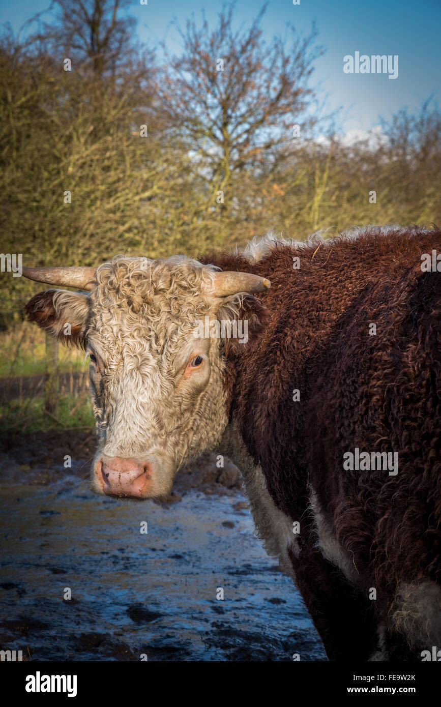 A Horned Cow in a muddy field on a Farm Stock Photo - Alamy