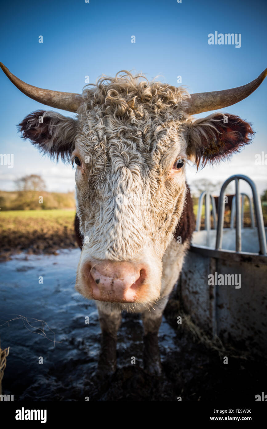 A Horned Cow in a muddy field on a Farm Stock Photo - Alamy