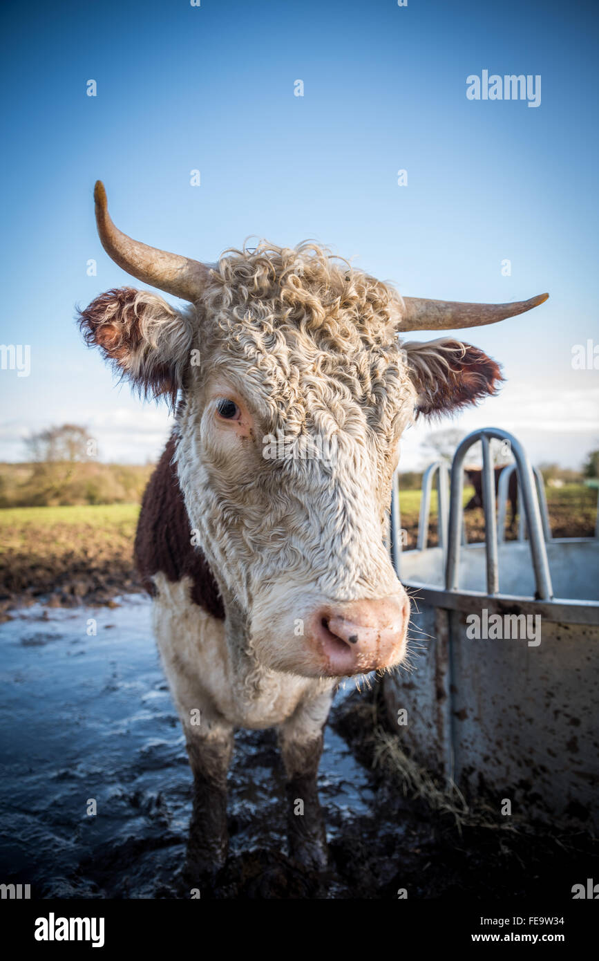 Cow in muddy field hi-res stock photography and images - Alamy