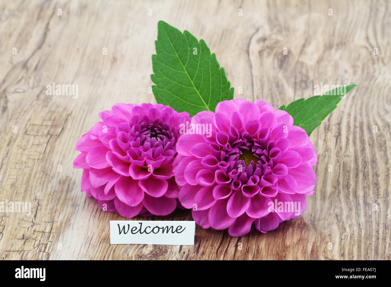 Welcome flowers hi-res stock photography and images - Alamy