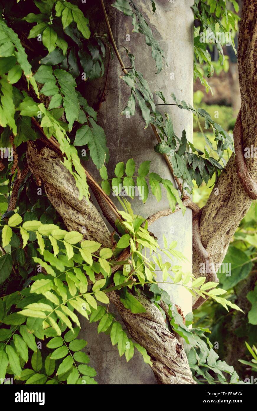 Tree growing around hi-res stock photography and images - Alamy