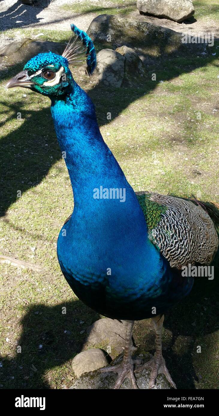 Portrait Of Peacock Stock Photo - Alamy