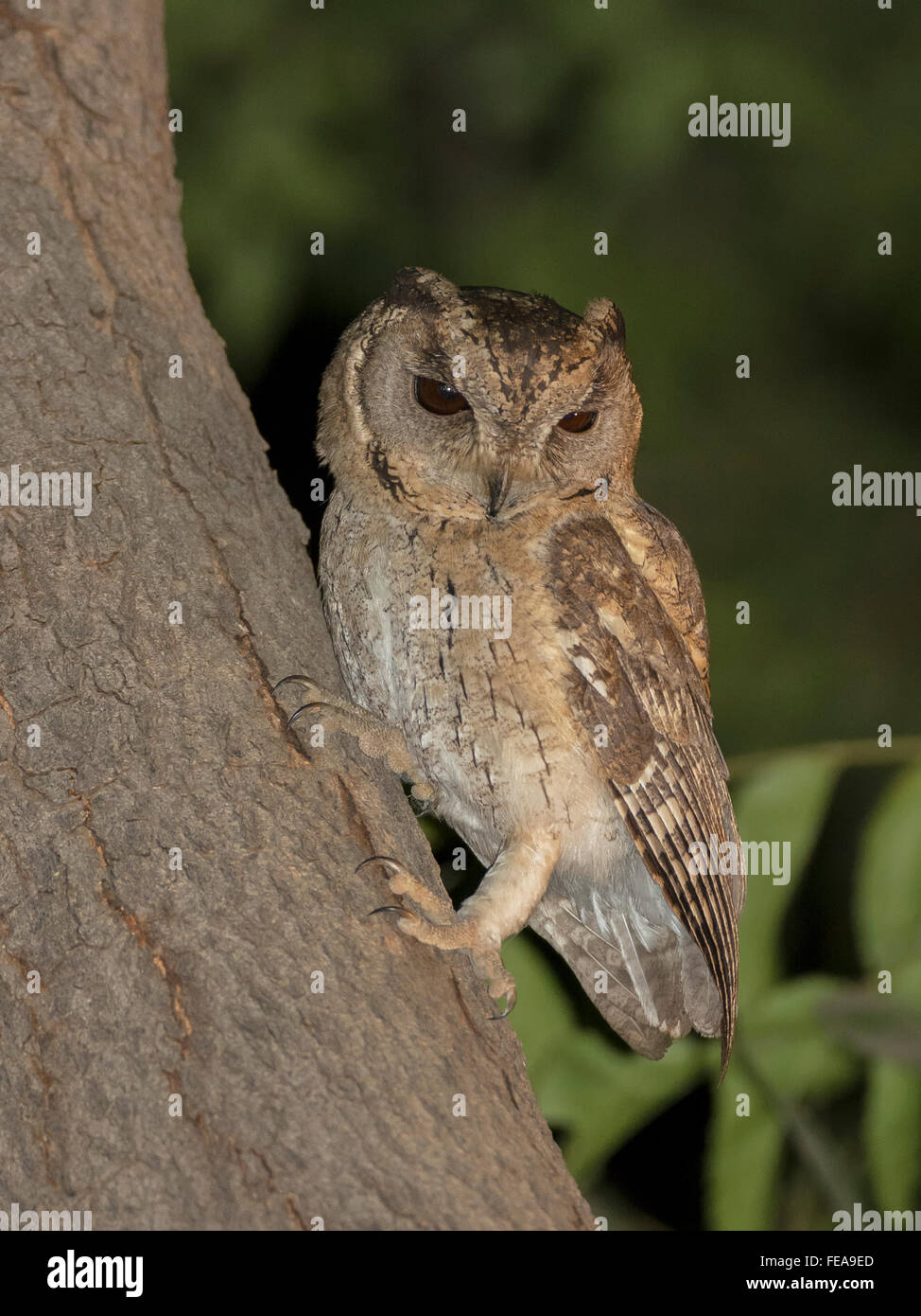 Indian scops owl (Otus bakkamoena) (red-eye edited Stock Photo - Alamy