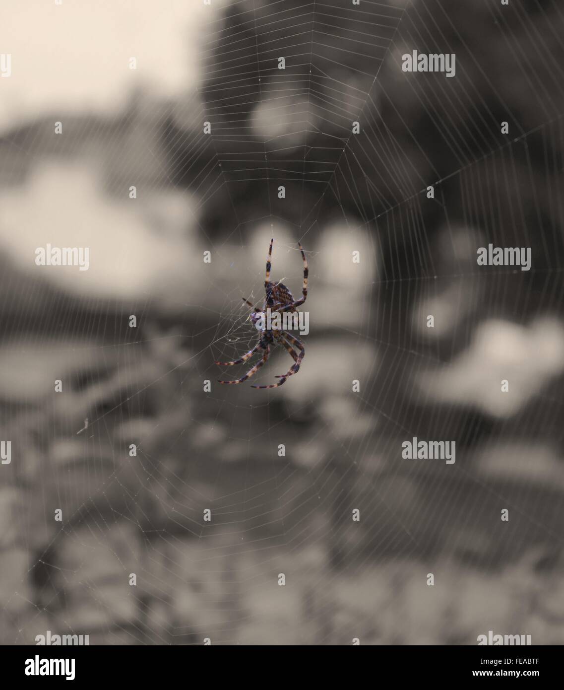 Focus on spider hi-res stock photography and images - Alamy