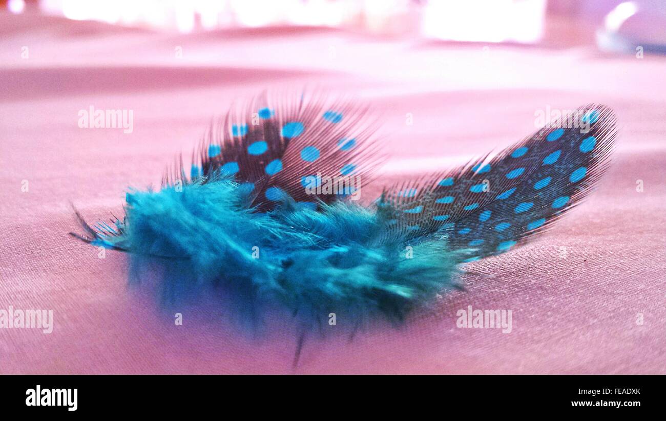 Blue Feather Stock Photos & Blue Feather Stock Images - Alamy