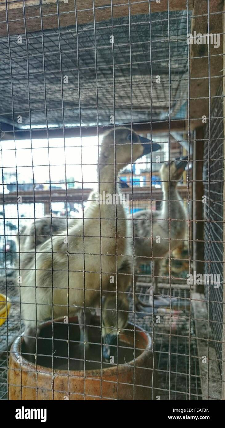 Captivity animal cage hi-res stock photography and images - Alamy