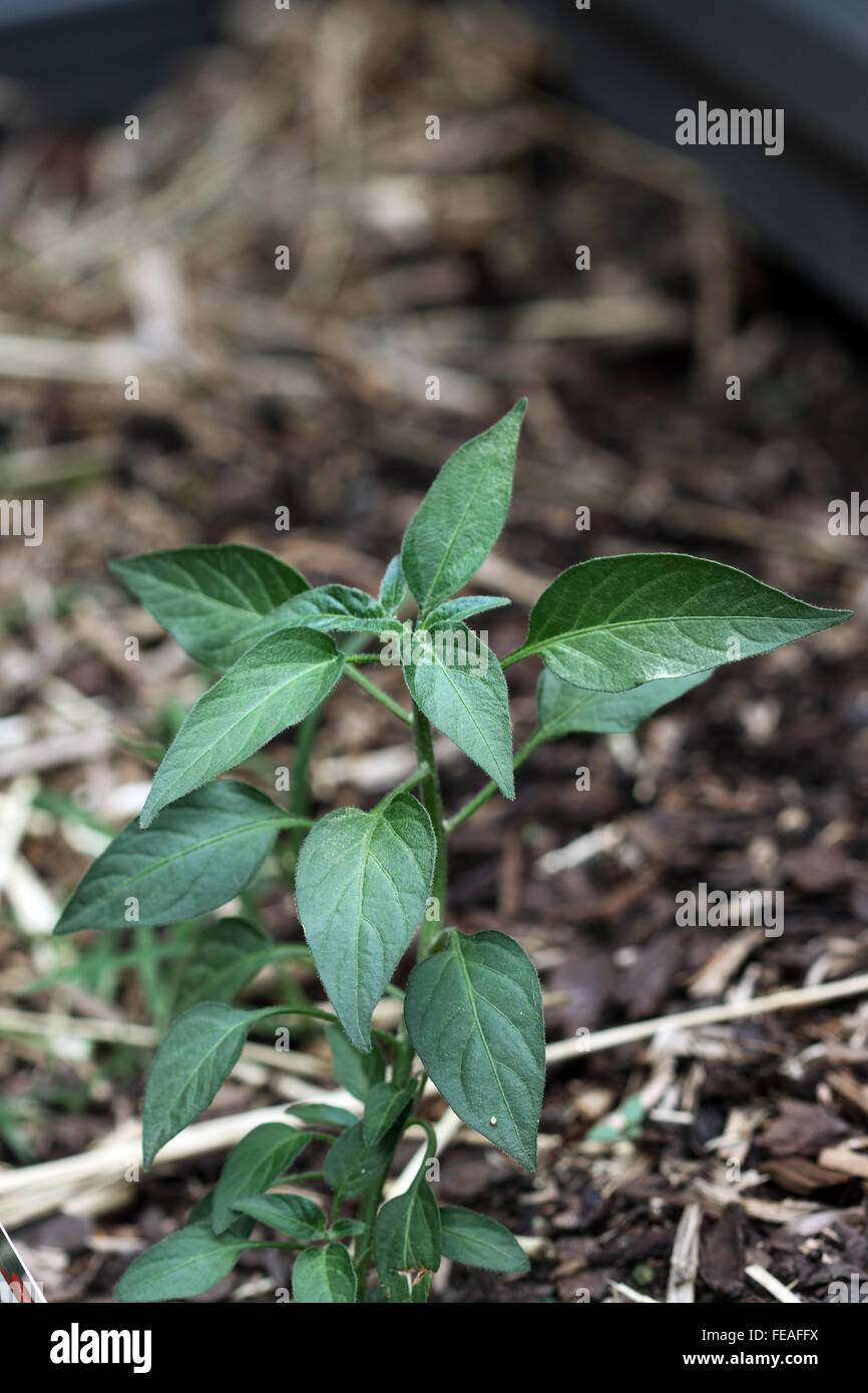 Chili chilli seedling hi-res stock photography and images - Alamy