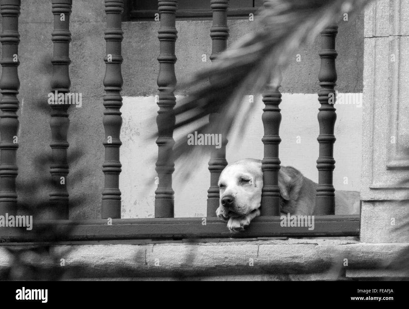 Animal behind bars hi-res stock photography and images - Alamy