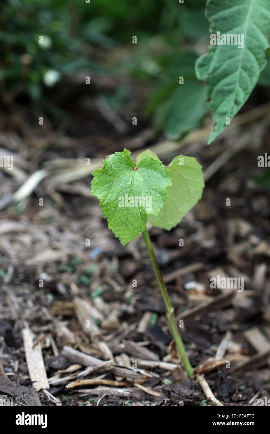 Young okra leaves hi-res stock photography and images - Alamy