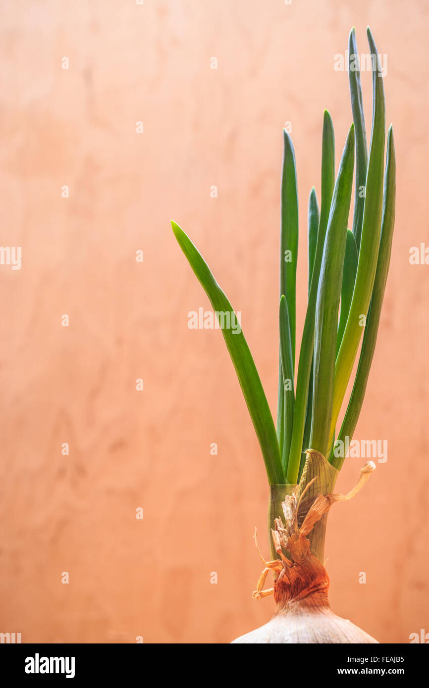 Healthy edible plant. Onion bulb with chives fresh sprout, vegetable ...
