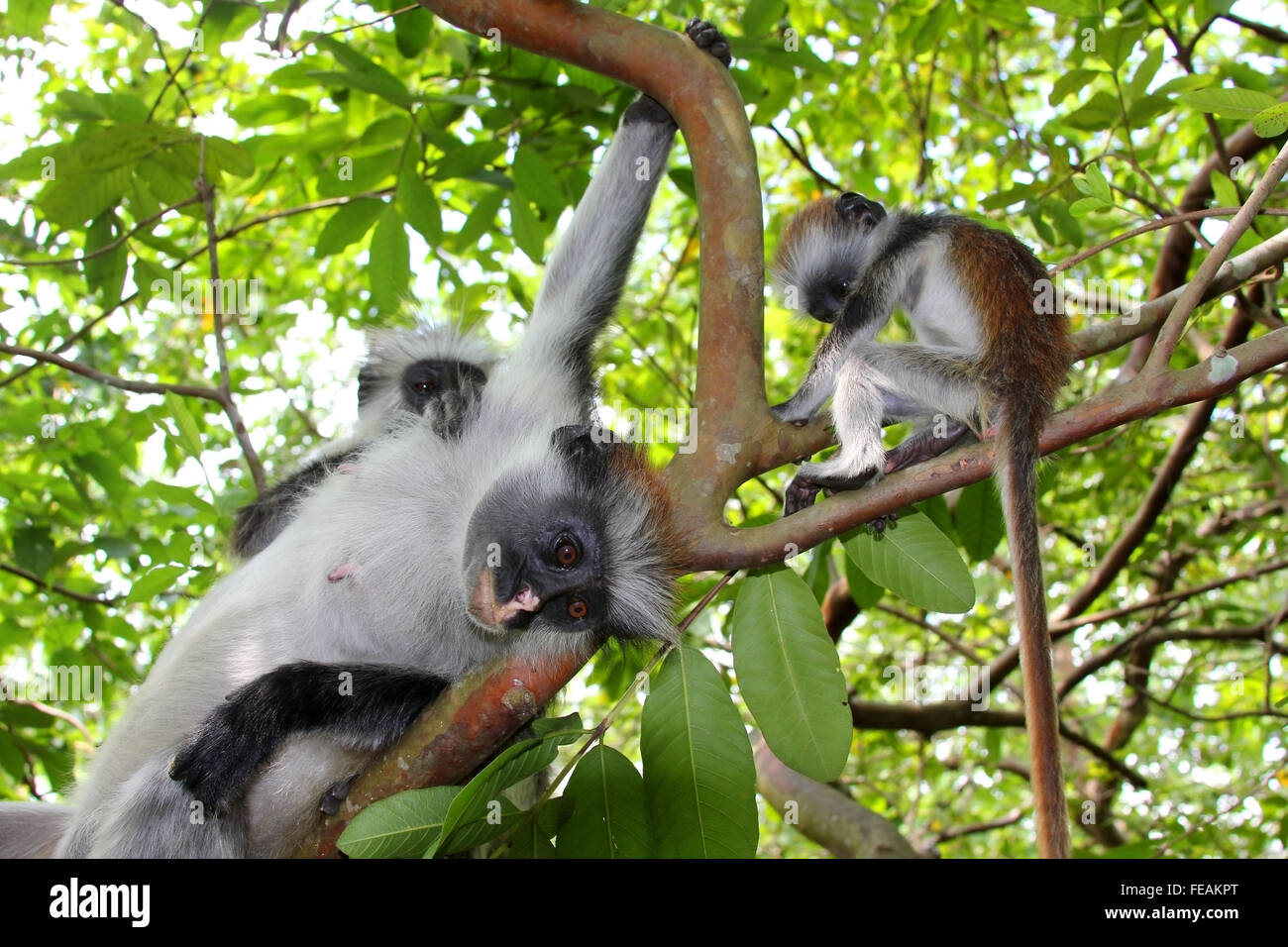 Family of colobus monkeys on a tree in rainforest in Zanzibar Stock ...