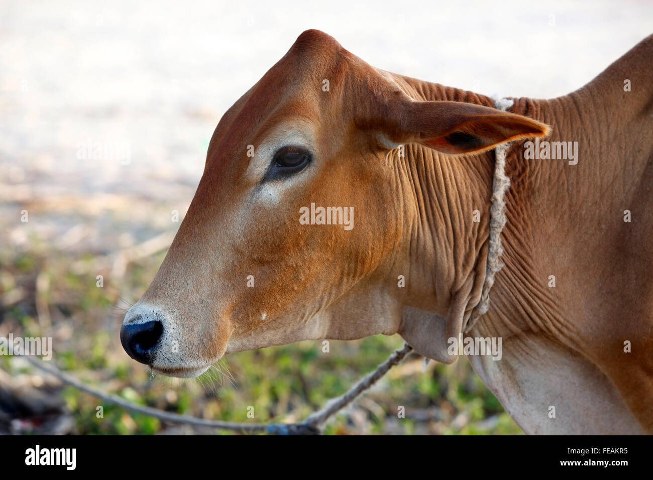 African cow hi-res stock photography and images - Alamy