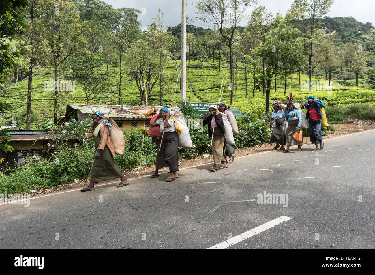Tea workers hi-res stock photography and images - Alamy