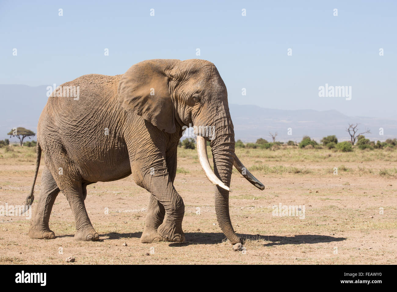 African Elephant Amboseli National Park Kenya Stock Photo - Alamy