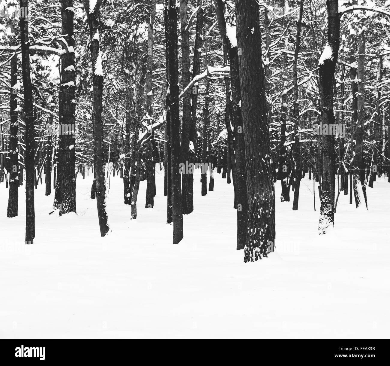 Trees In Snow Stock Photo - Alamy