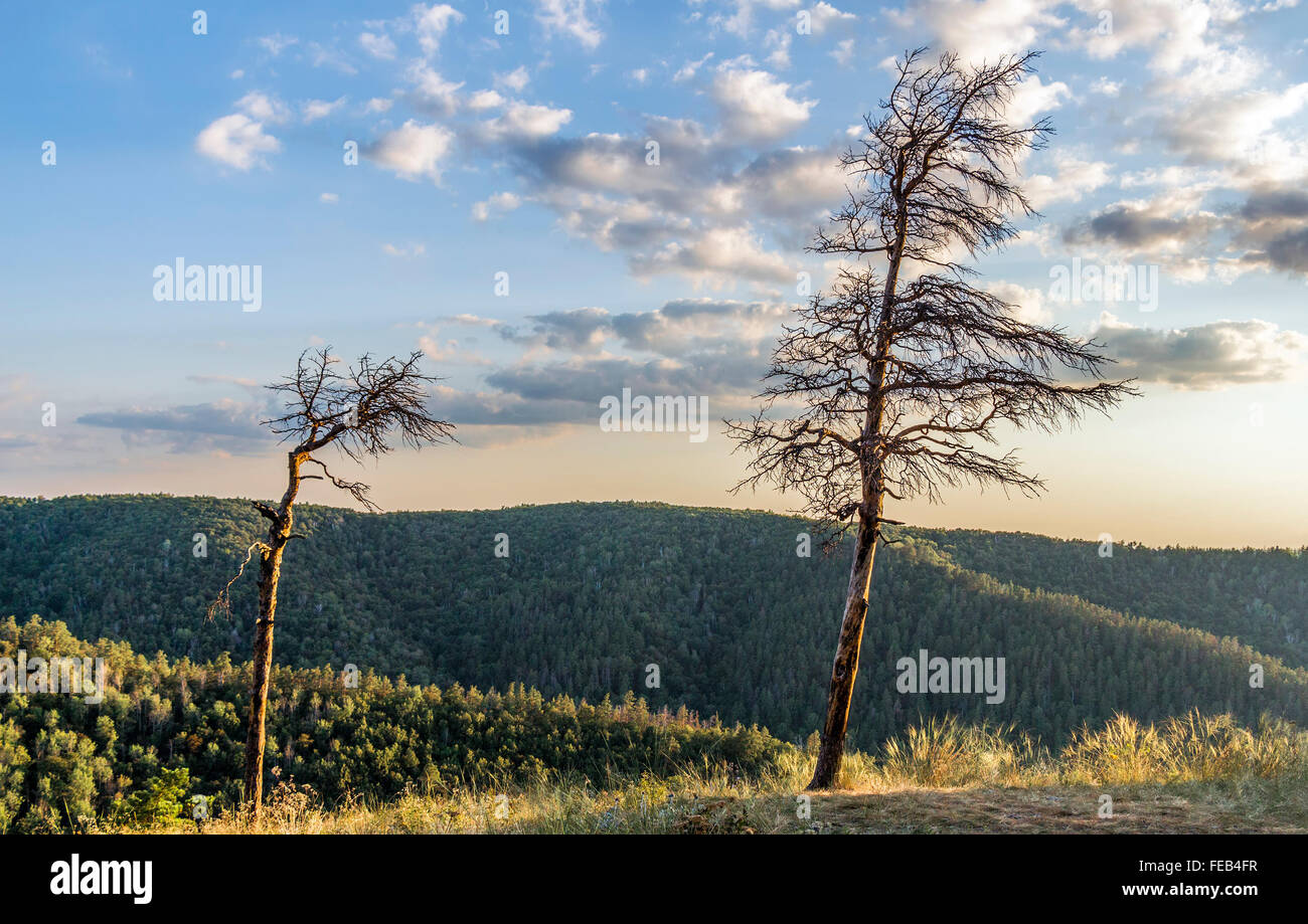 Forest Landscape with dry trees Stock Photo - Alamy