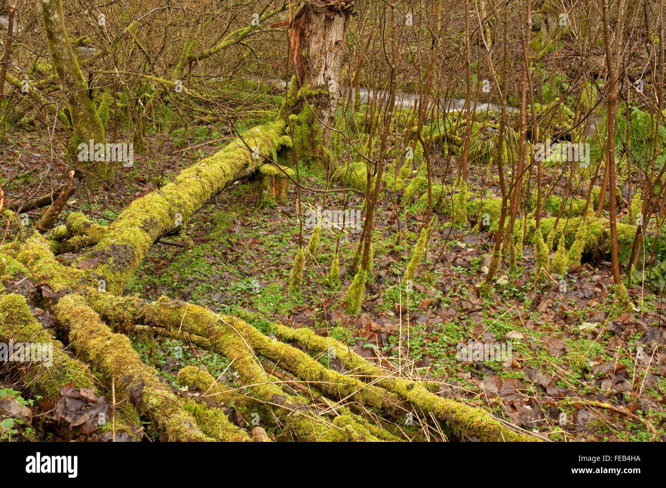 Moss covered woodland floor Stock Photo - Alamy