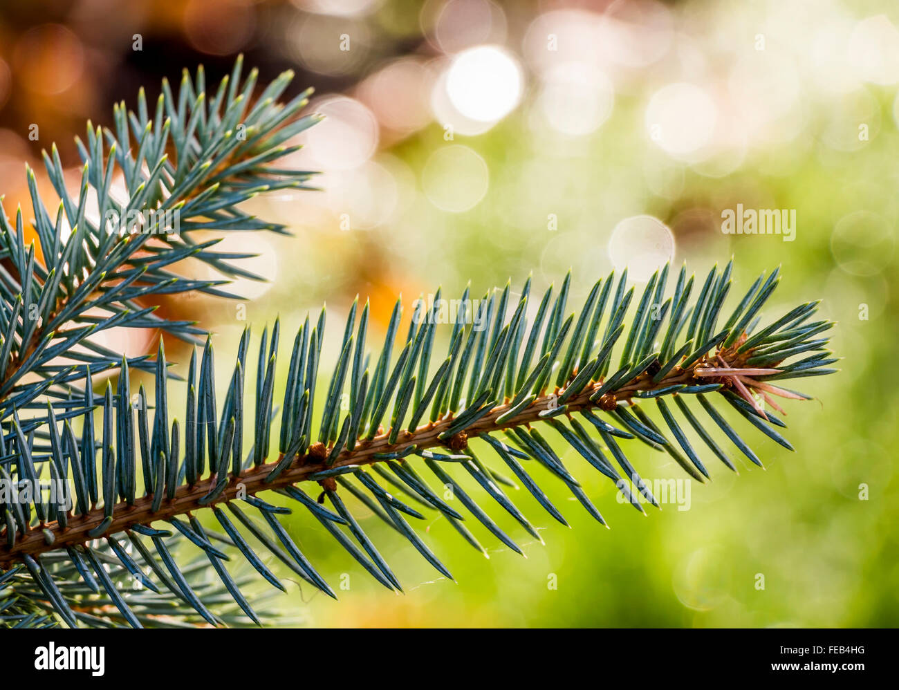 Fur tree branch hi-res stock photography and images - Alamy