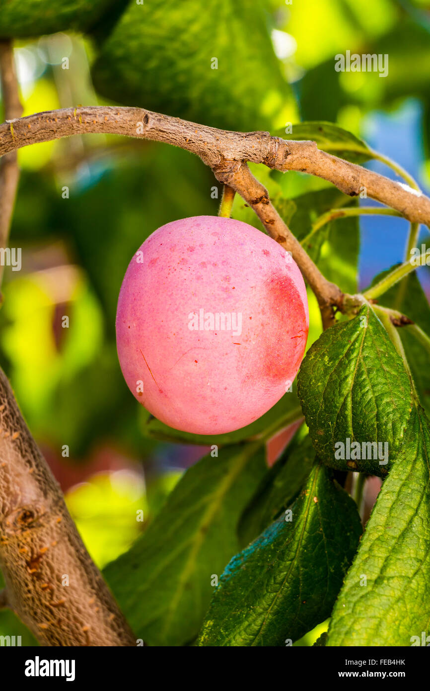 Plum growing on tree hi-res stock photography and images - Alamy