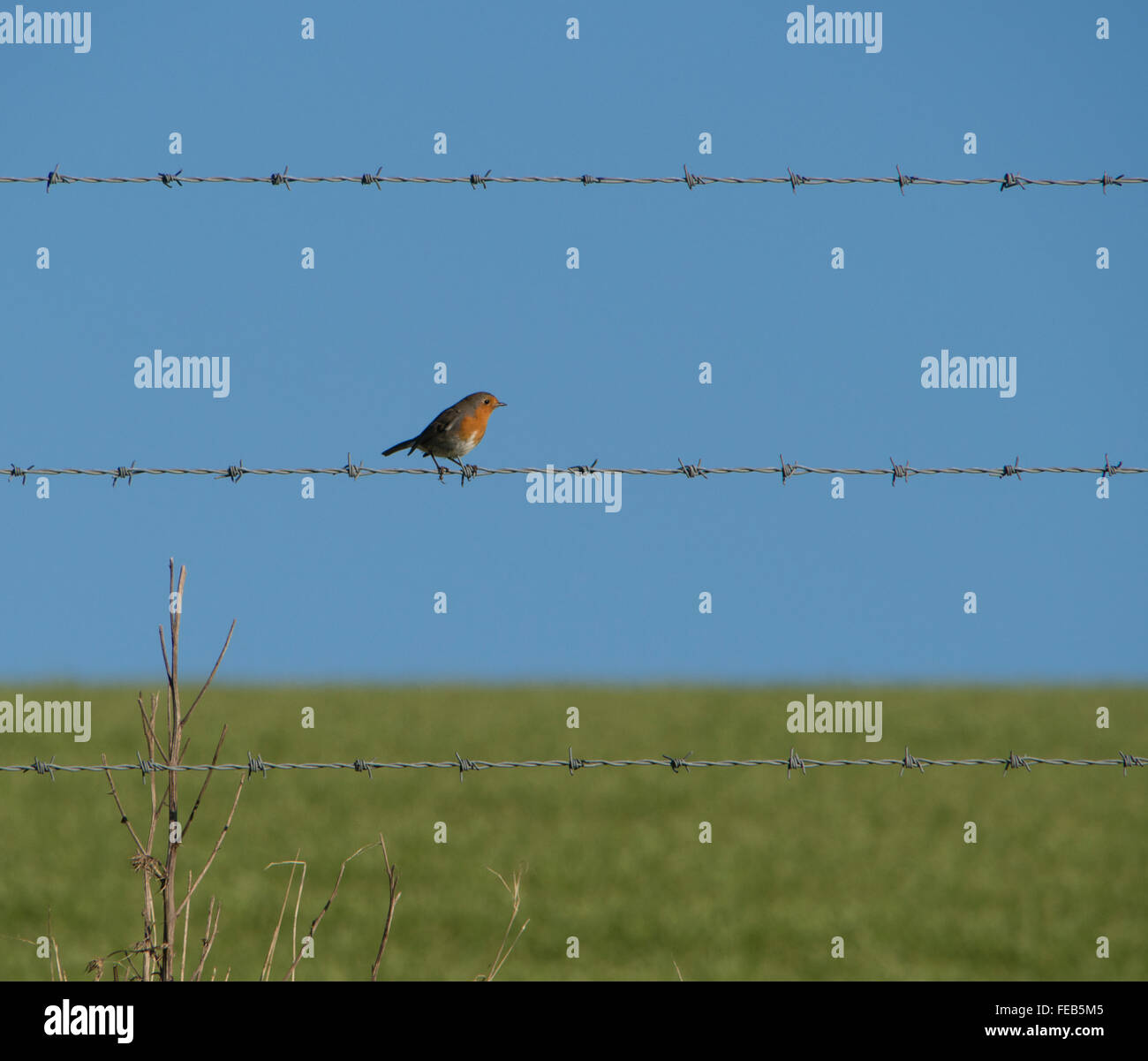 Robin on wire hi-res stock photography and images - Alamy