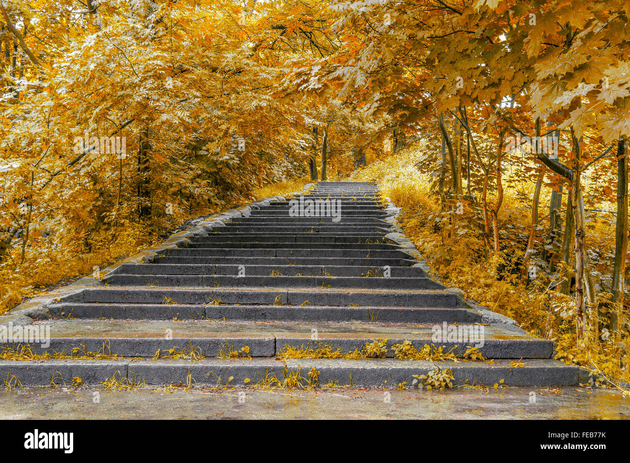Park alley in autumn Stock Photo - Alamy
