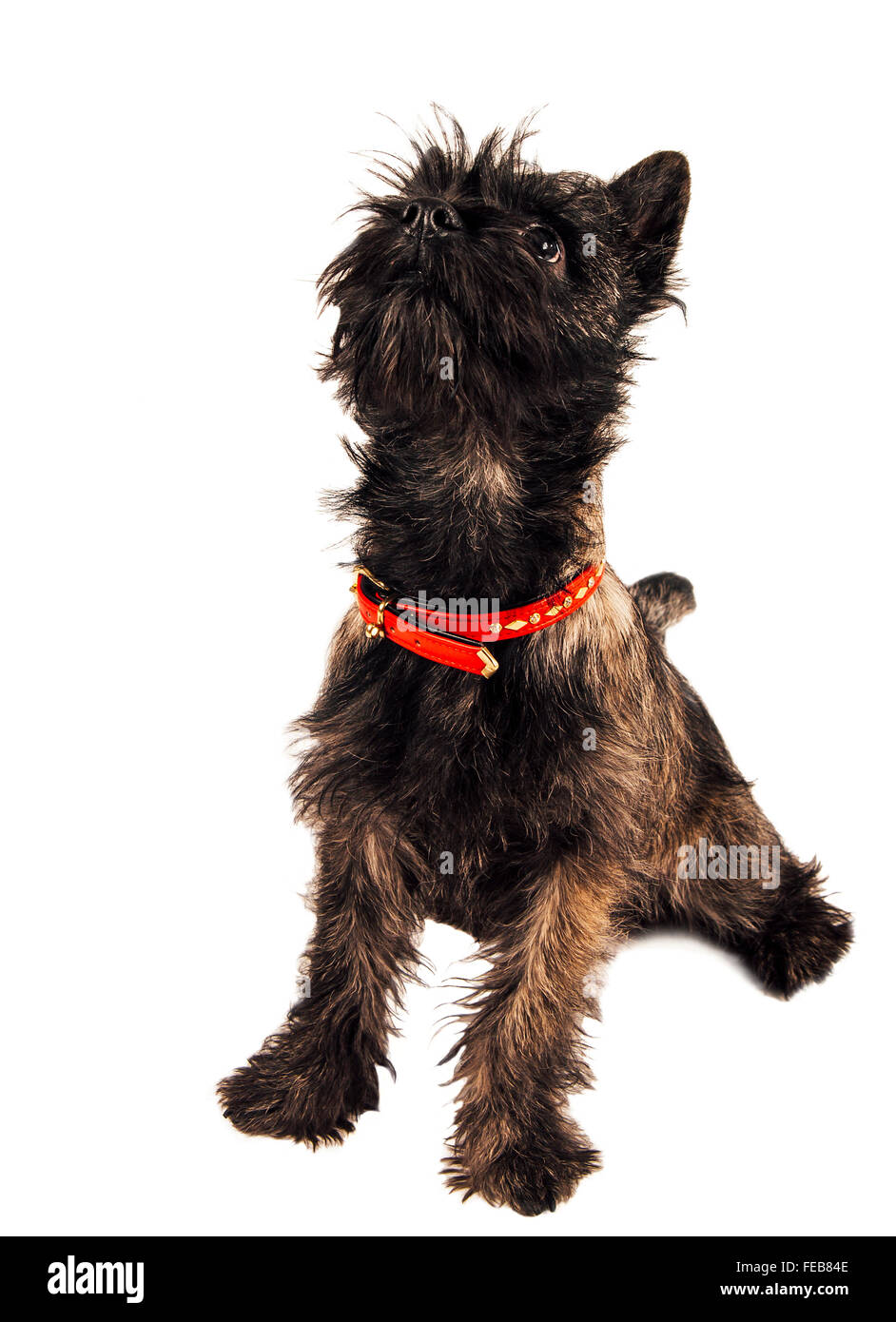 pure breed Cairn Terrier in studio on white background Stock Photo - Alamy