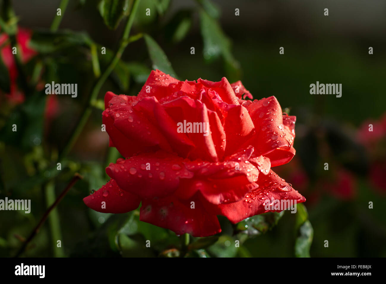 Beautiful red roses after rain, close up. Night Scene. Dark background ...