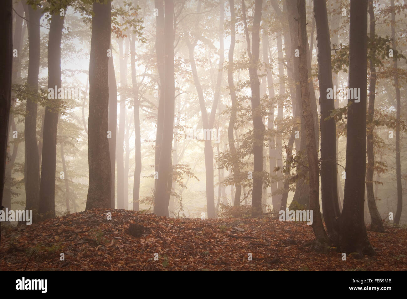 Mist natural hi-res stock photography and images - Alamy