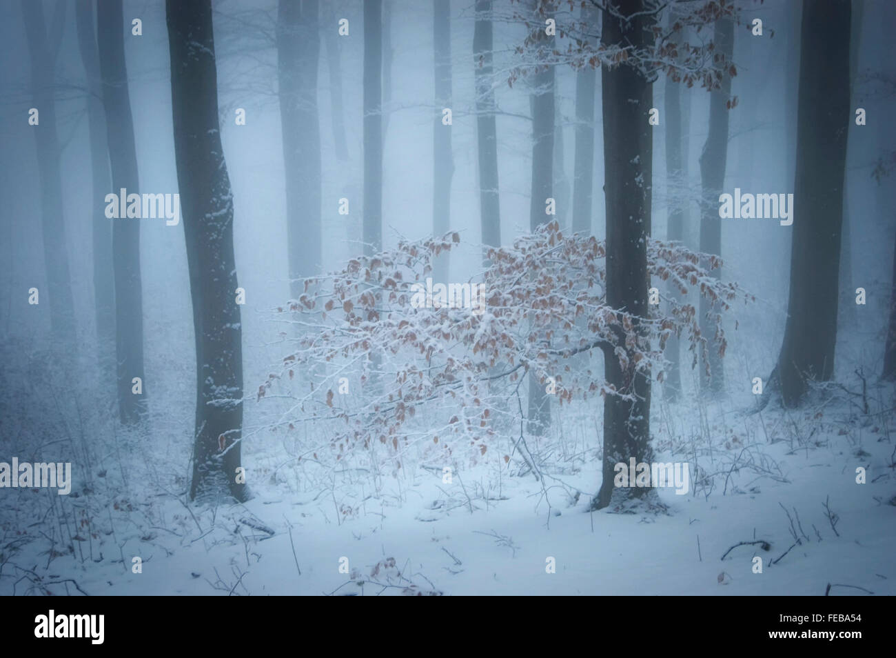 blizzard in winter forest with snow and fog Stock Photo - Alamy