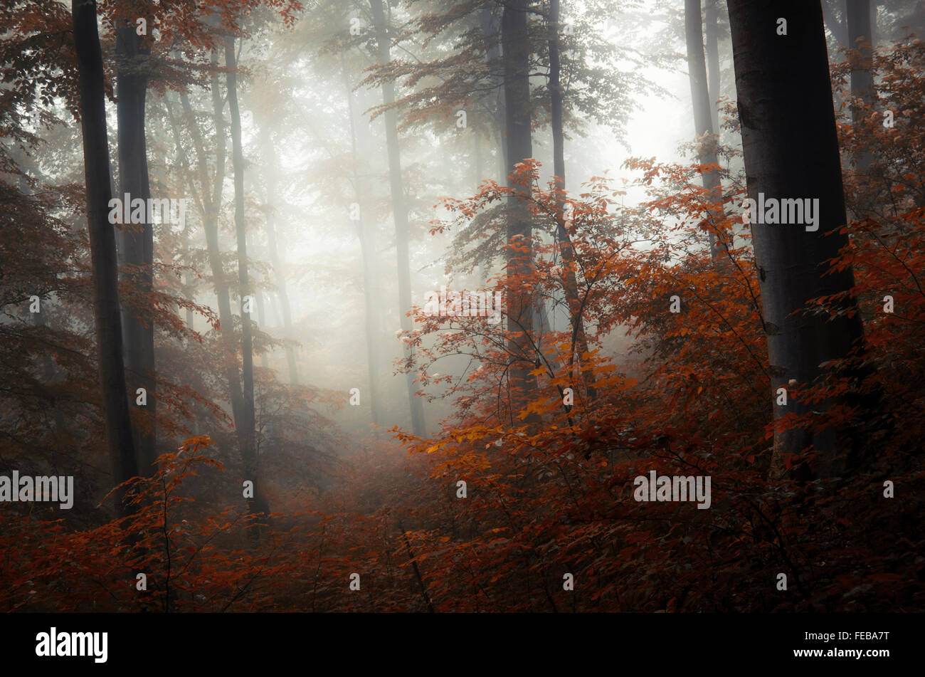 Fog autumn hi-res stock photography and images - Alamy