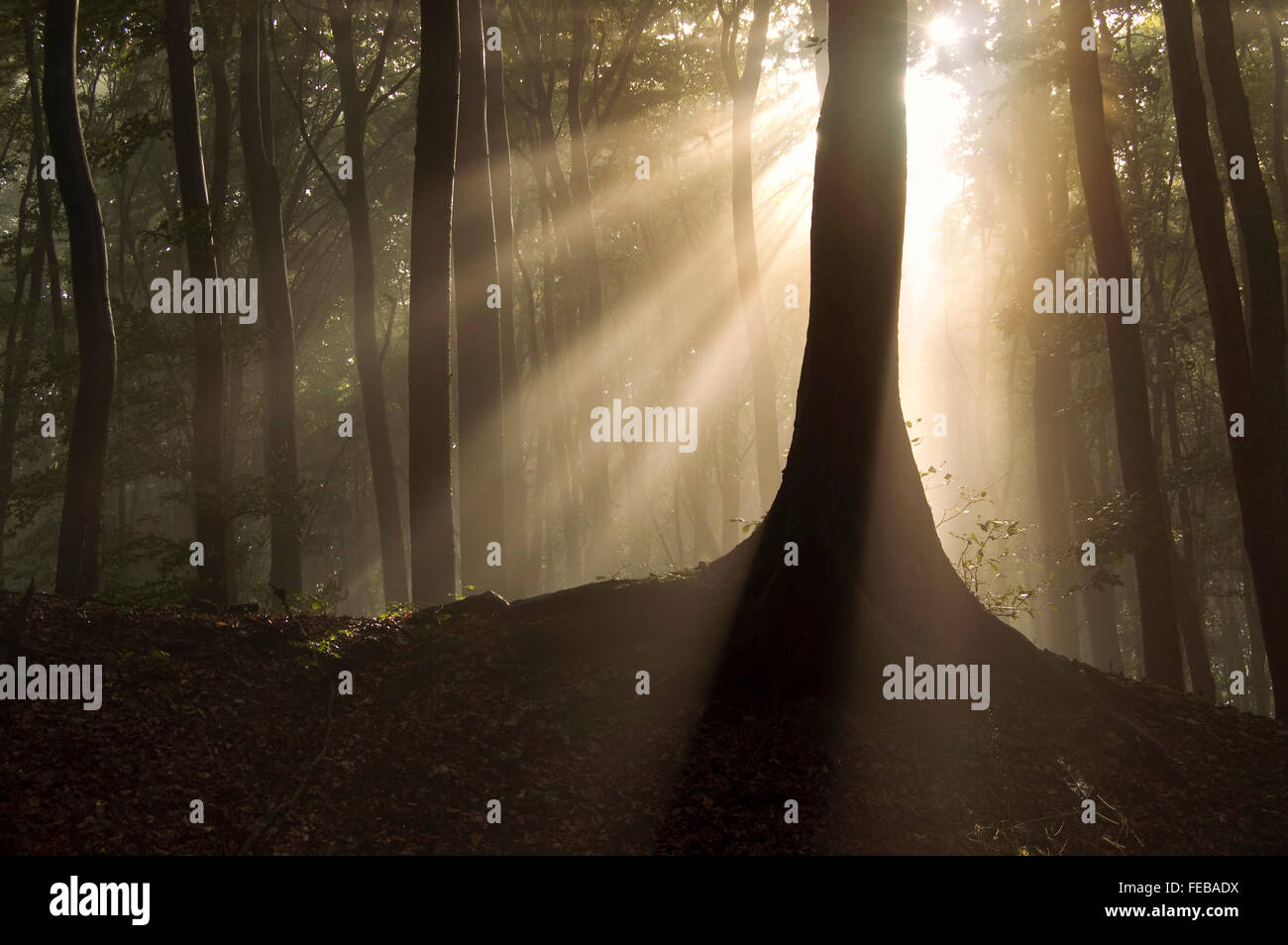 Sun rays trough fog in mysterious forest Stock Photo - Alamy