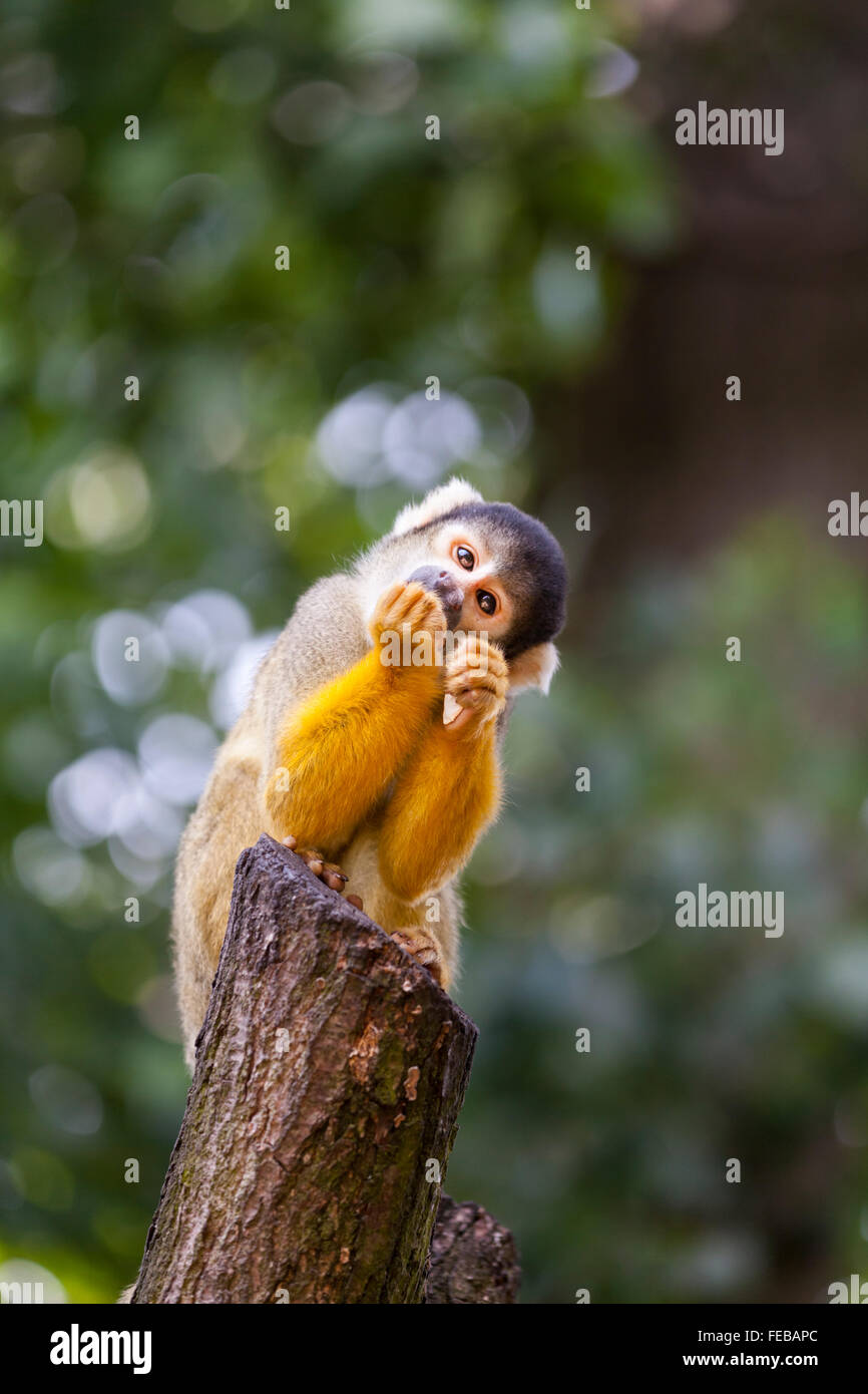 Squirrel monkey in an outdoor enclosure at a British zoo Stock Photo ...
