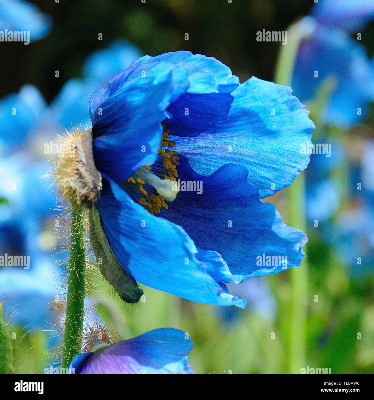 Himalayan poppy. A most stunningly beautiful blue color which hits you ...