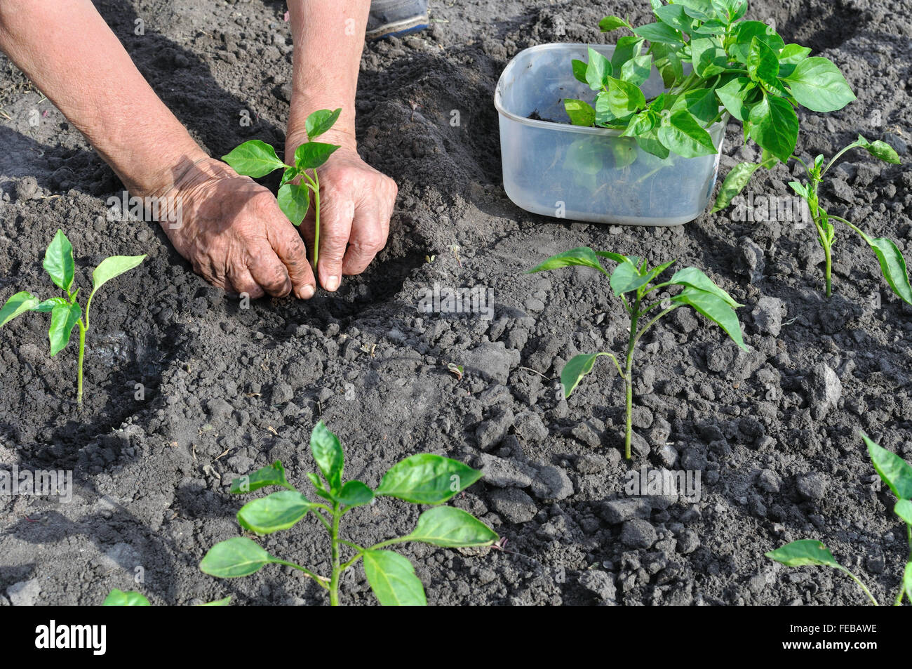 farmer planting a pepper seedling Stock Photo - Alamy