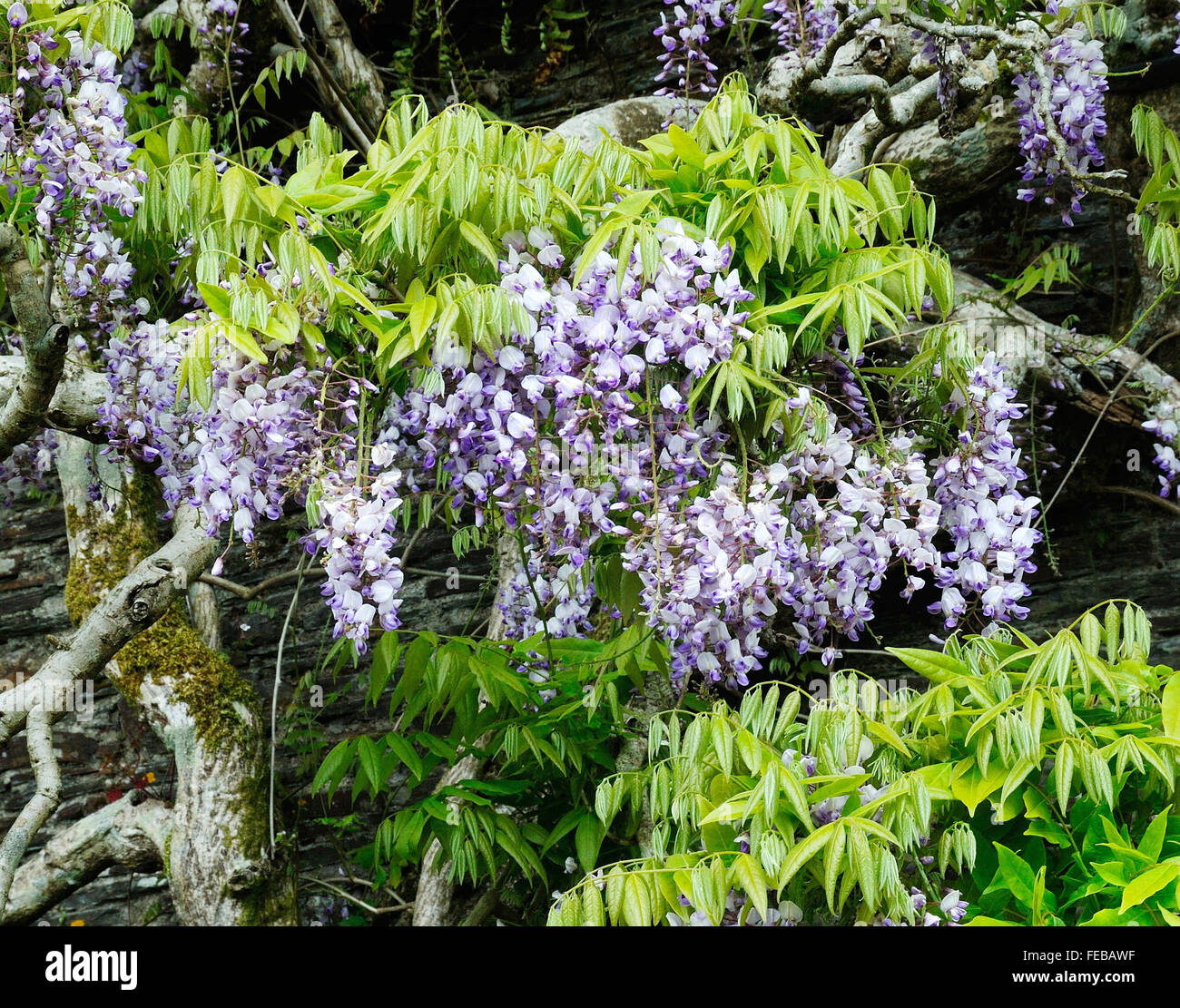 Laburnam tree hi-res stock photography and images - Alamy