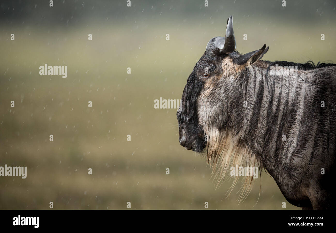 Adult Male white bearded wildebeest standing in the rain in the ...
