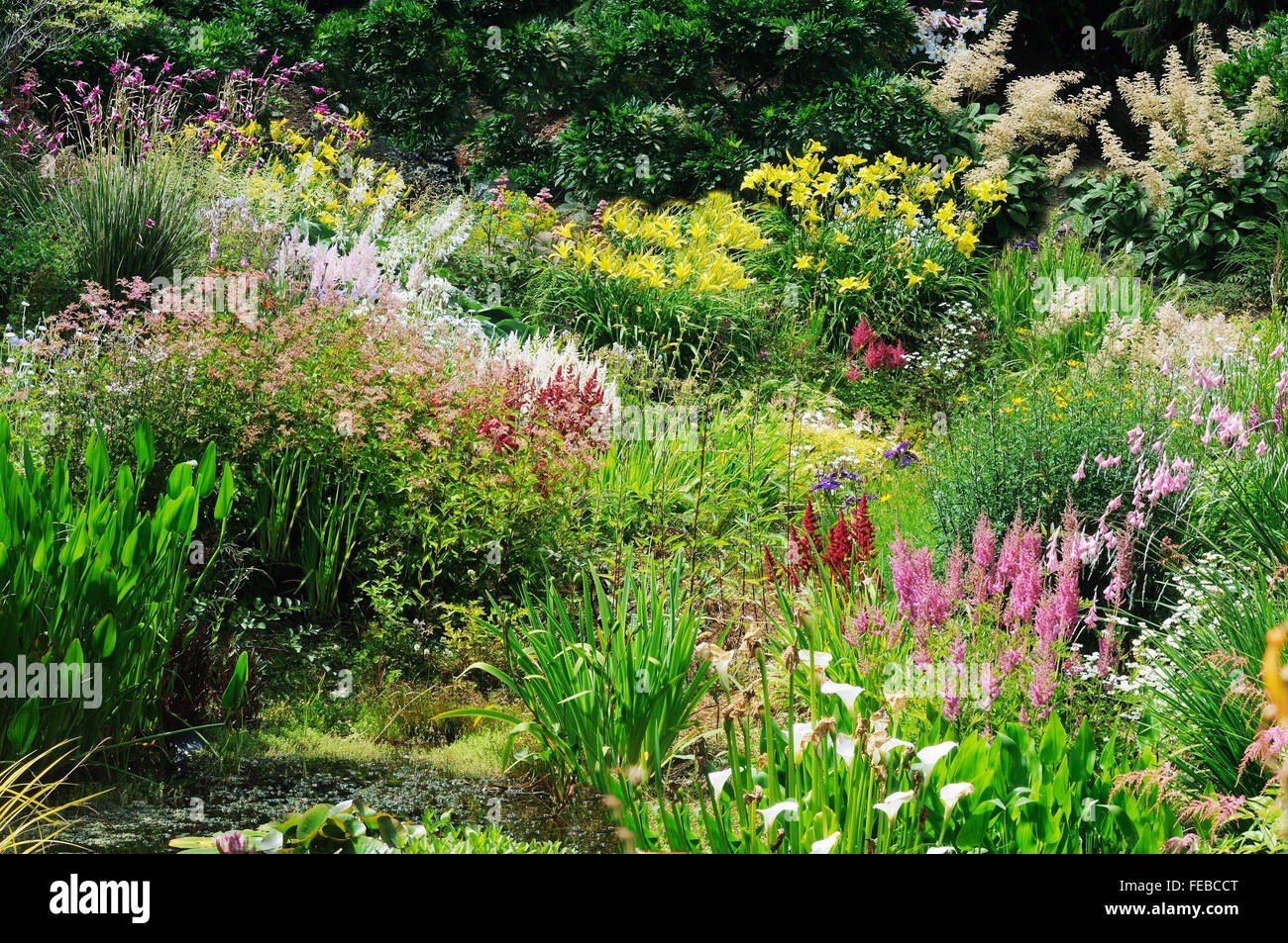 Garden flowers in both close up studies and growing in garden scenes ...