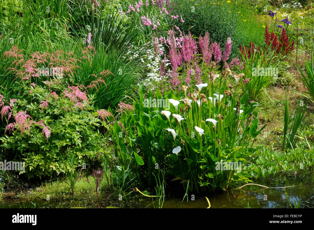 Garden flowers in both close up studies and growing in garden scenes ...