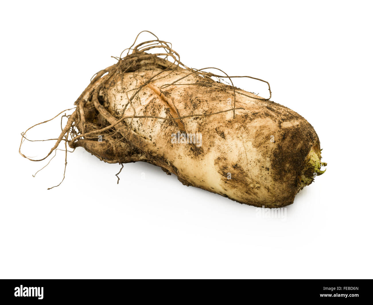 organic mooli root vegetable isolated on white background Stock Photo ...