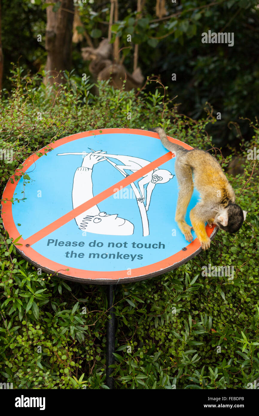 Squirrel money at a British Zoo closely inspects a 'Please do not touch ...