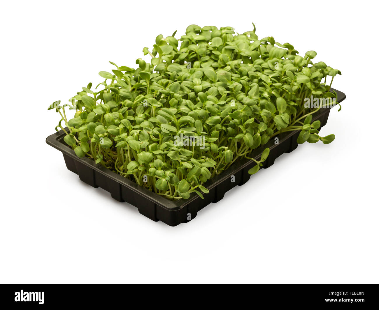 Organic watercress isolated on white background Stock Photo - Alamy
