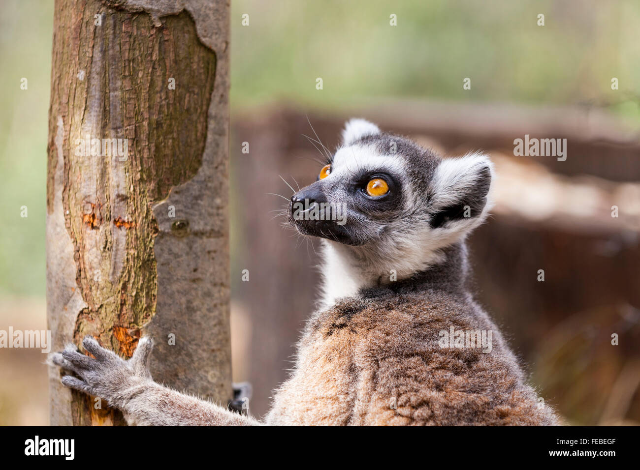 Ring tailed lemur (lemur catta) head (in captivity, outdoor enclosure ...