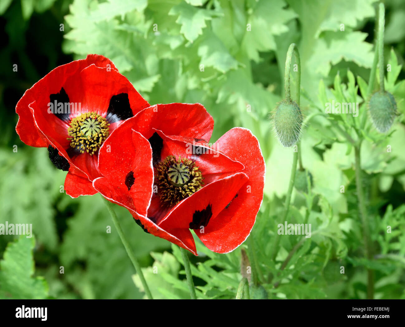 Two red Poppies in summer garden border Stock Photo - Alamy