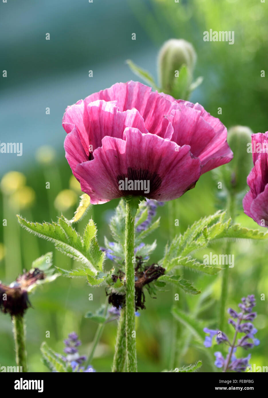 Poppy growing in an English country cottage garden Stock Photo - Alamy
