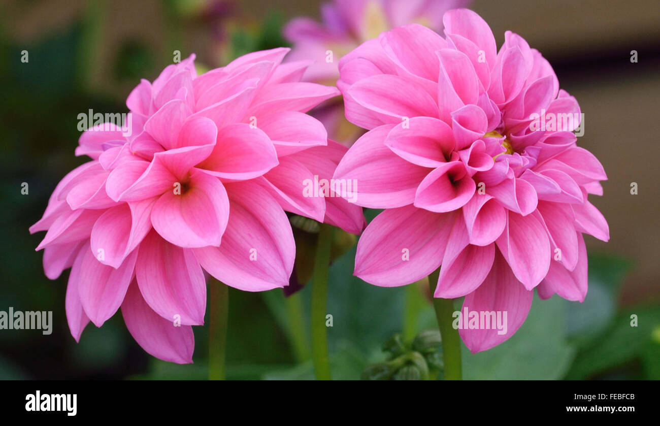 This is a beautiful summer flower, vibrant and colorful a stunner in ...